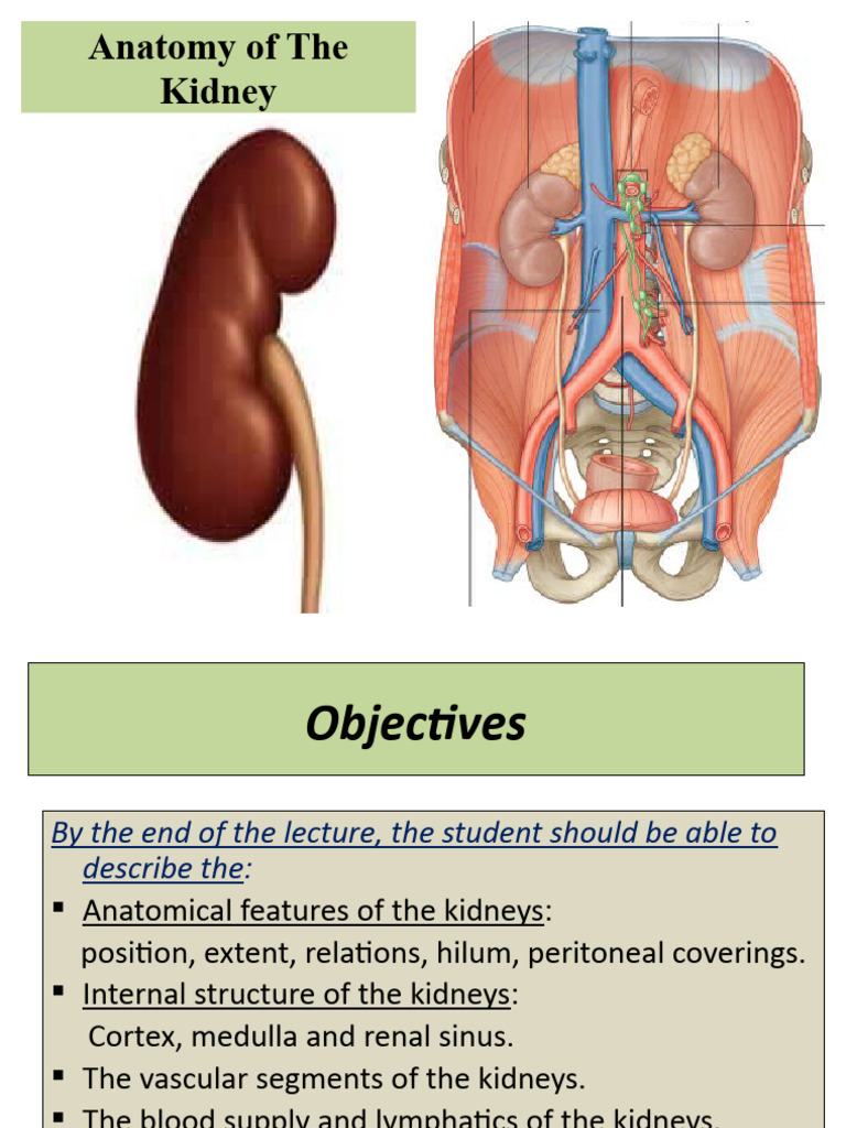 01-Anatomy of Kidney | PDF | Kidney | Vein