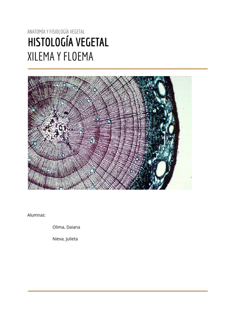 Anatomía y Fisiología Vegetal | PDF | Tallo de la planta | Raíz
