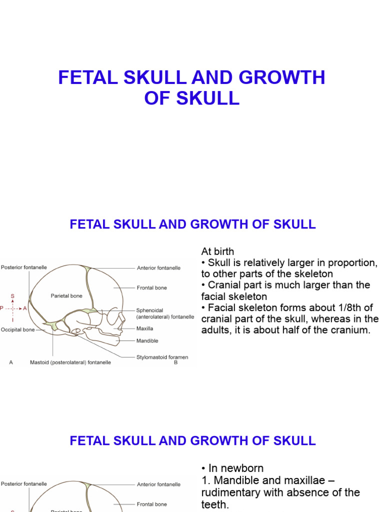 Annexure Fetal Skull | PDF | Skull | Human Head And Neck