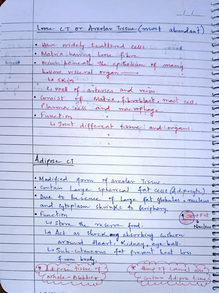 Notes on Connective Tissue | PDF | Histology | Morphology (Biology)