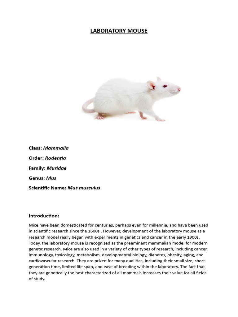 Laboratory Mouse | PDF | Rodent | Abdomen
