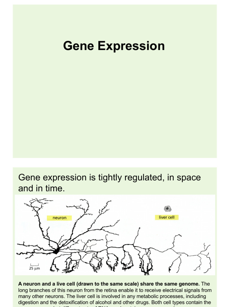 LSM1102 Topic7 Gene Expression Slides | PDF | Rna Interference | Gene
