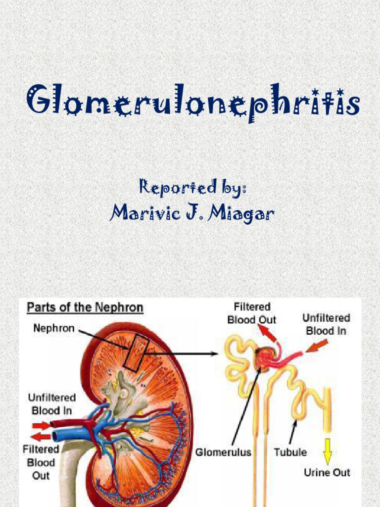 glomerulonephritis | PDF | Organ (Anatomy) | Medical Specialties