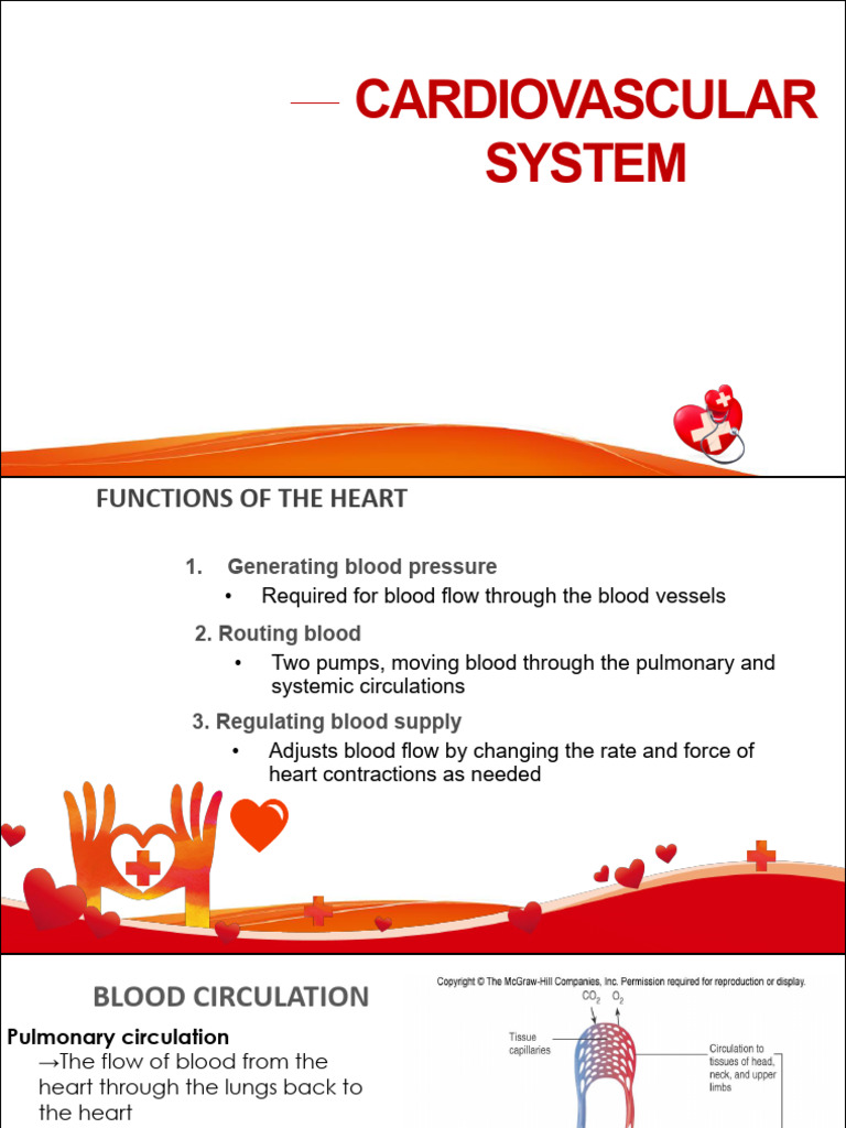 Cardiovascular System | PDF | Heart Valve | Heart