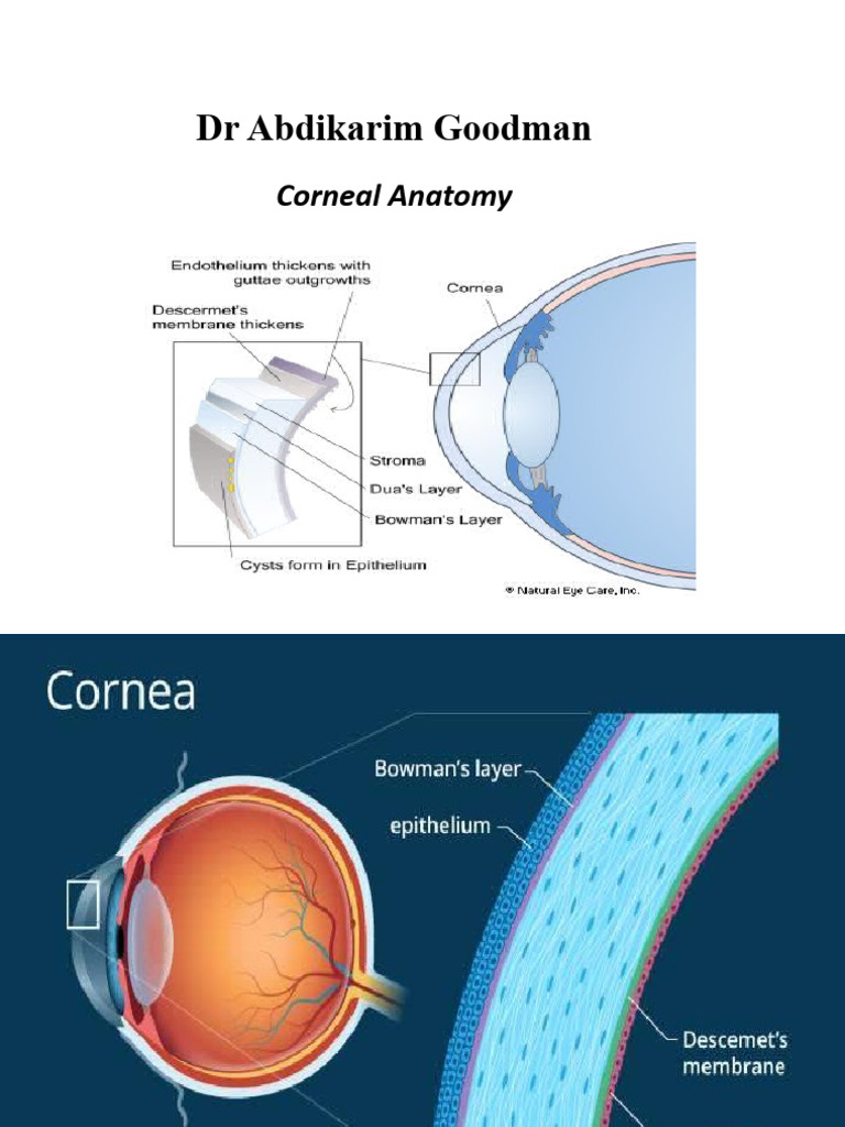 cornealanatomy-180219110809 | PDF | Cornea | Epithelium