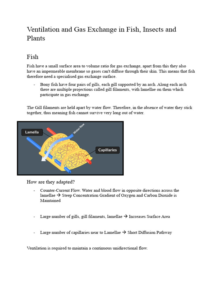 Gas Exchange in Insects, Plants and Fish Summary Sheets | PDF