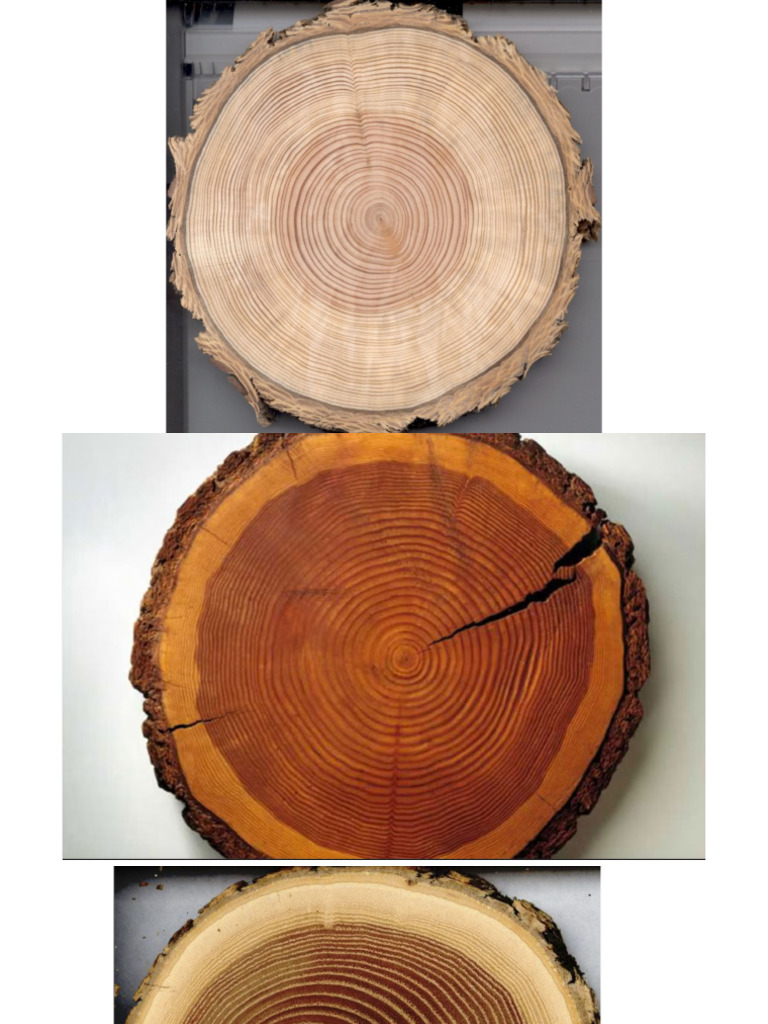 Tree Ring Pictures | PDF