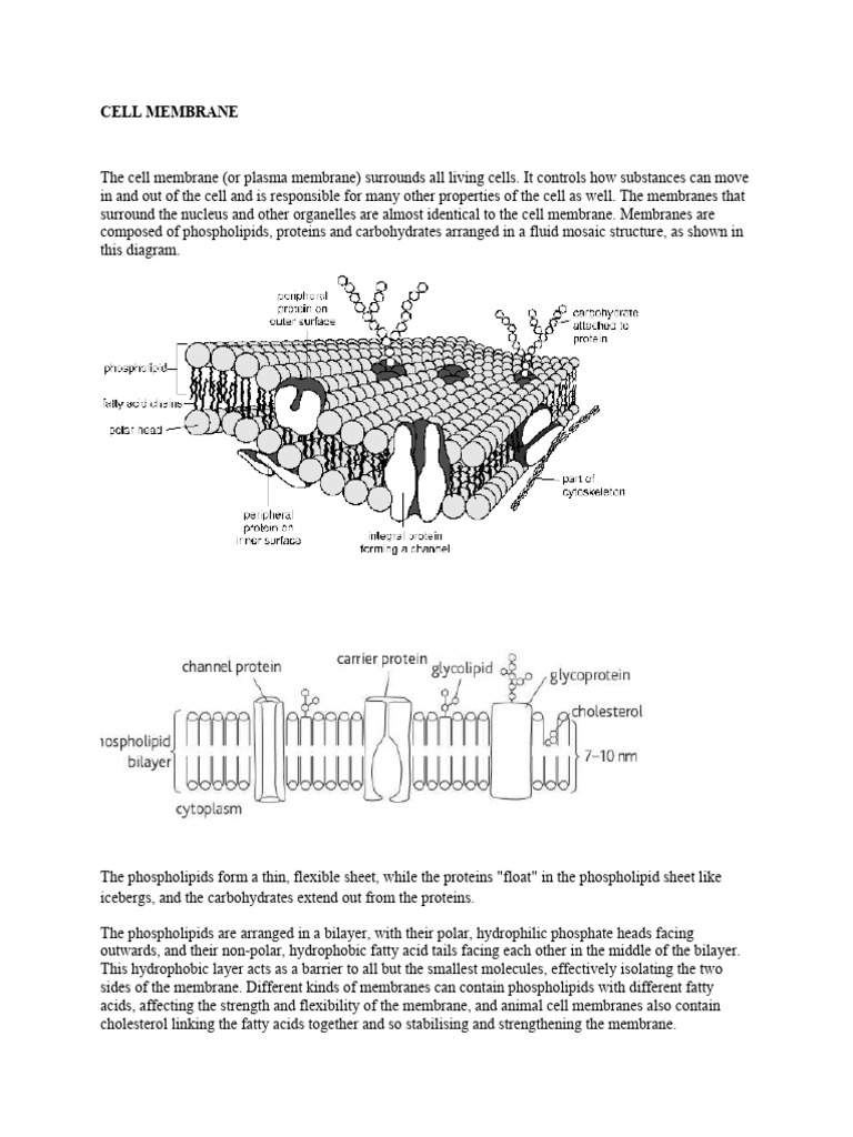 Cell Membrane Grade 12 | PDF | Cell Membrane | Osmosis