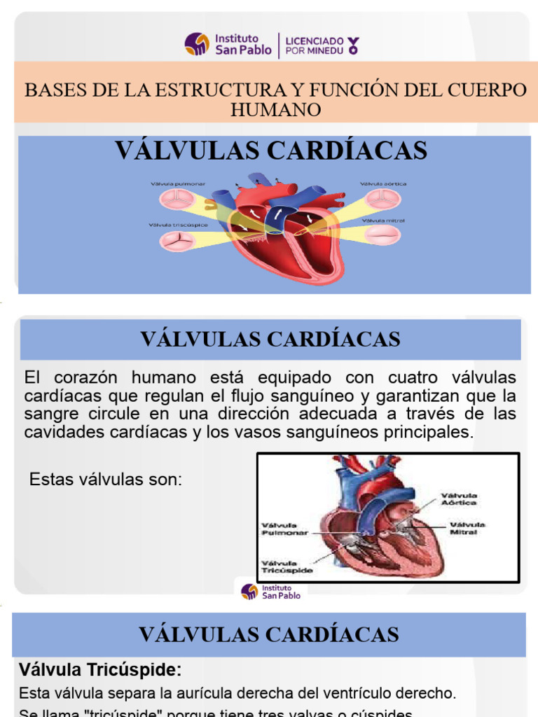 Válvulas y Vascularización del Corazón | PDF | Corazón | Sistema ...
