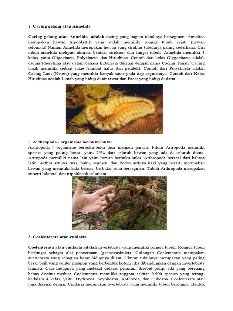8 Filum Invertebrata dan Contohnya | PDF