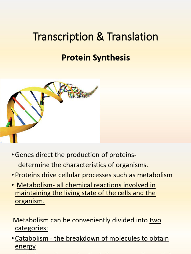 Transcription and Translation 2 | PDF | Translation (Biology) | Ribosome