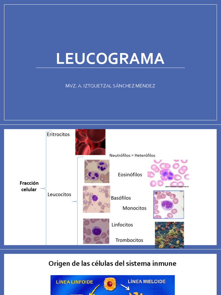 10 Leucograma | PDF | Leucocito | Macrófago