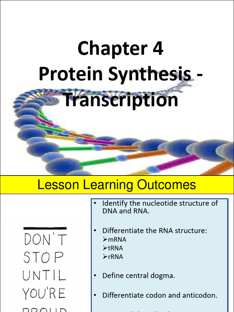 4.9 Chapter 4 - Protein Synthesis - Transcription | PDF | Rna ...
