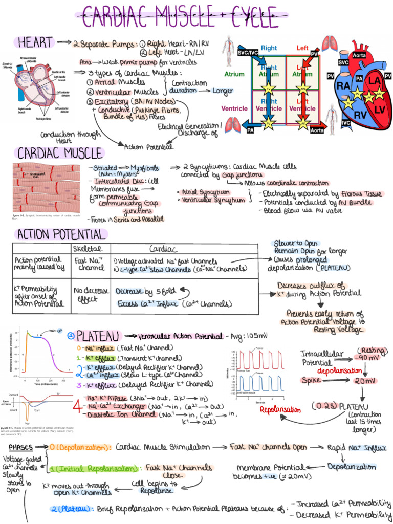 Cardiac Muscle and Cycle Notes | PDF