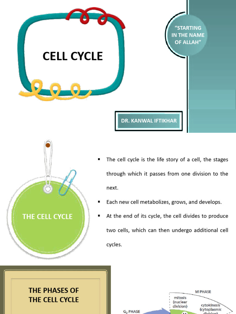 5. CELL CYCLE | PDF | Mitosis | Cell Cycle