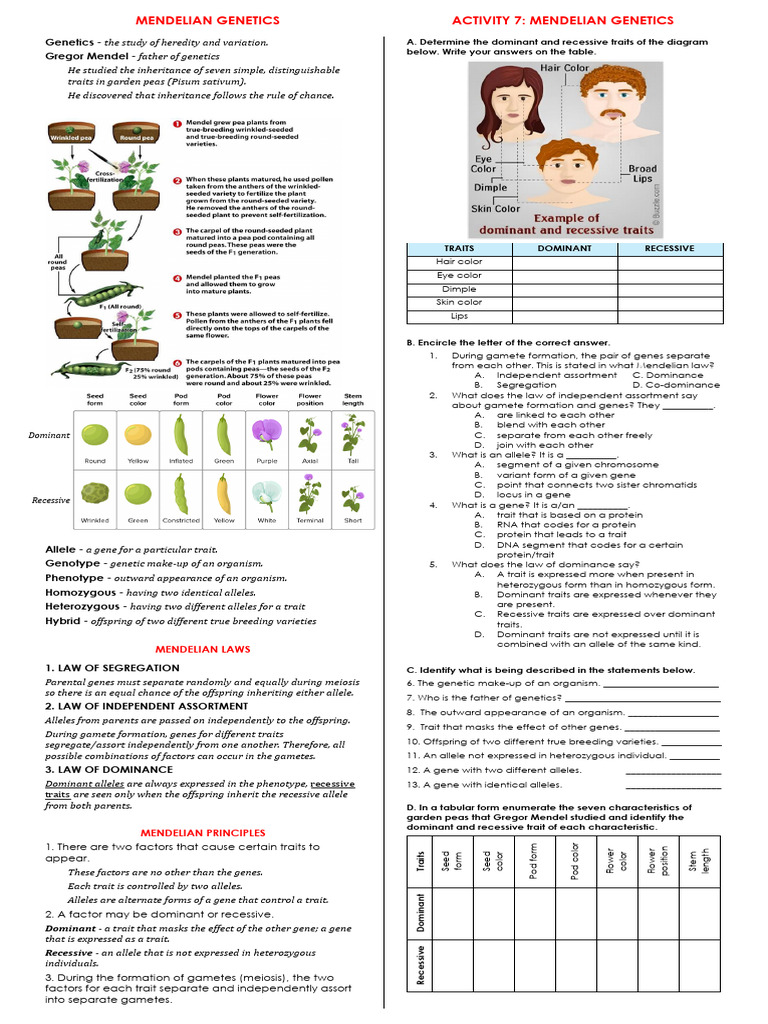 Mendelian Genetics | PDF | Dominance (Genetics) | Genetics