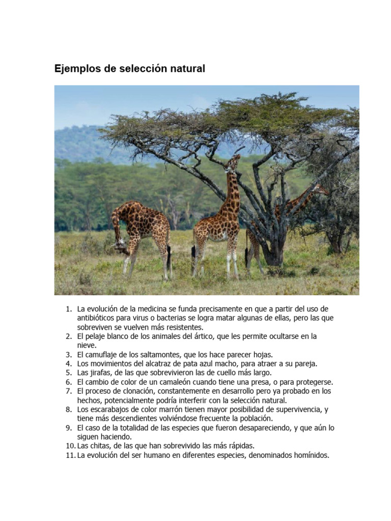 20 Ejemplos de Selección Natural | PDF | Evolución | Crianza selectiva