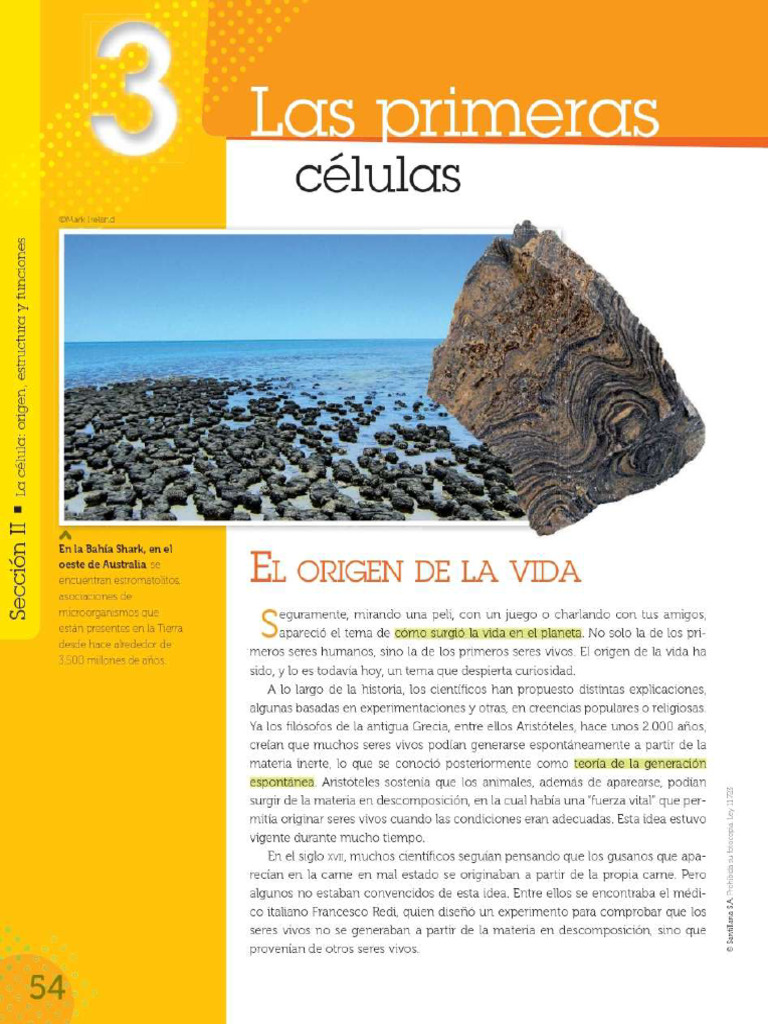 Las Primeras C-Lulas | PDF