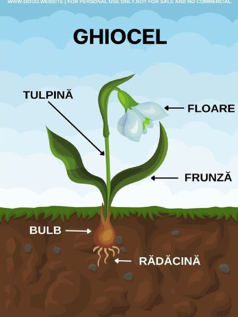 PARTILE Componente GHIOCELUL | PDF