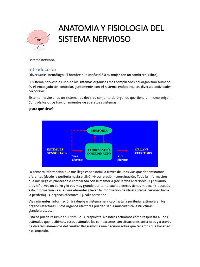 Anatomia Sistema Nervioso | PDF | Sinapsis | Sistema nervioso