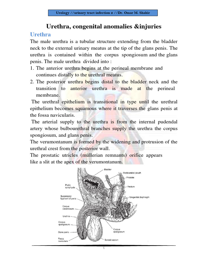 L7 Urethra, Congenital Anomalies &injuries | PDF | Urinary System | Urology