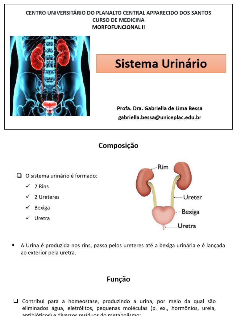 3-Sistema UrinÃ¡rio Histologia | PDF | Rim | Sistema urinário