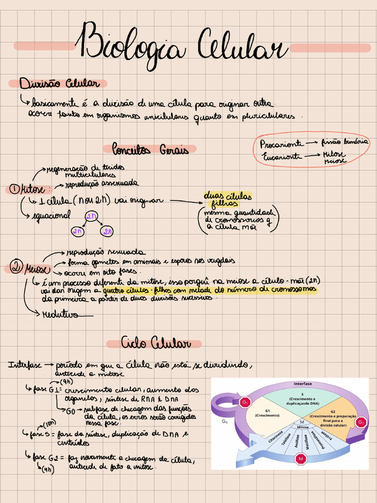 Bio Celular Mitose e Meiose - 231120 - 142907 | PDF