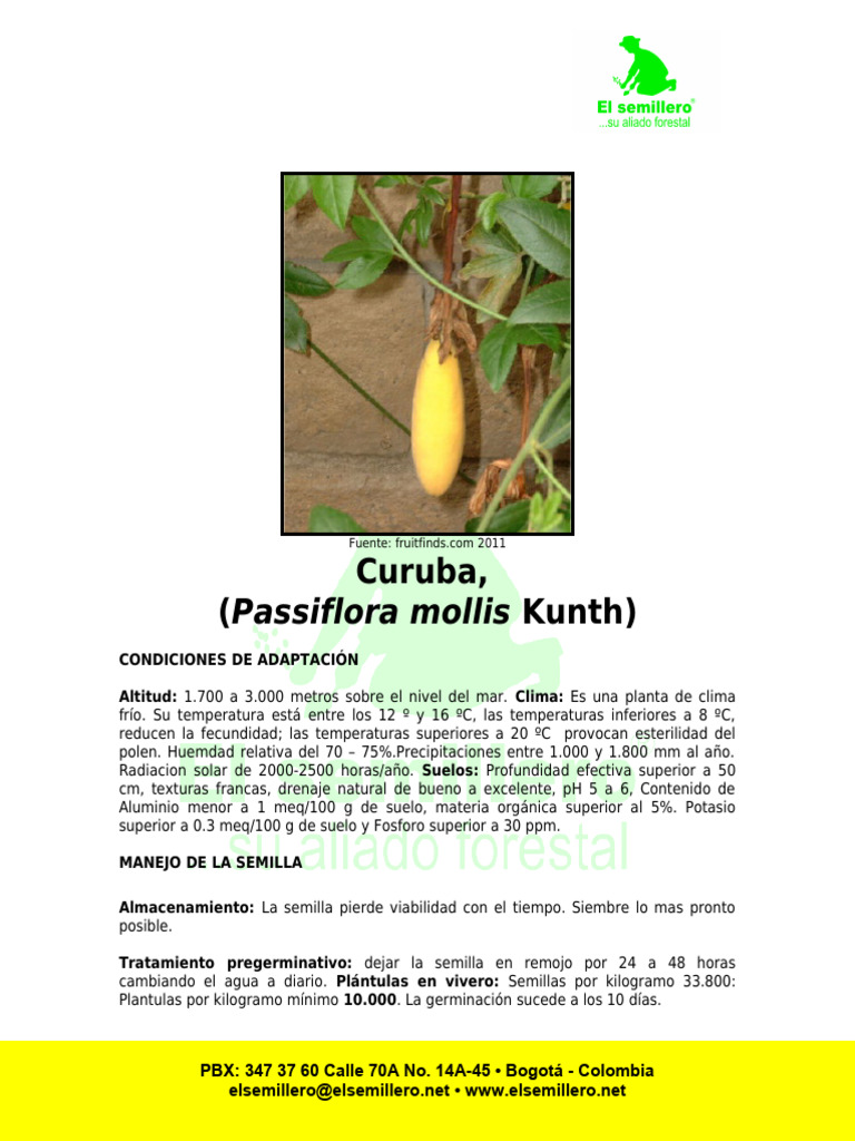 Cultivo y beneficios de la curuba | PDF | Riego | Agua