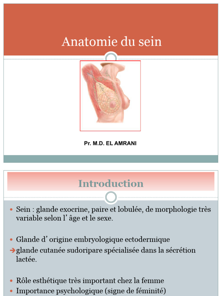 Anatomie Du Sein | PDF | Sein | Anatomie
