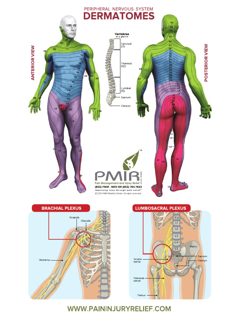PMIR Dermatome Chart | PDF