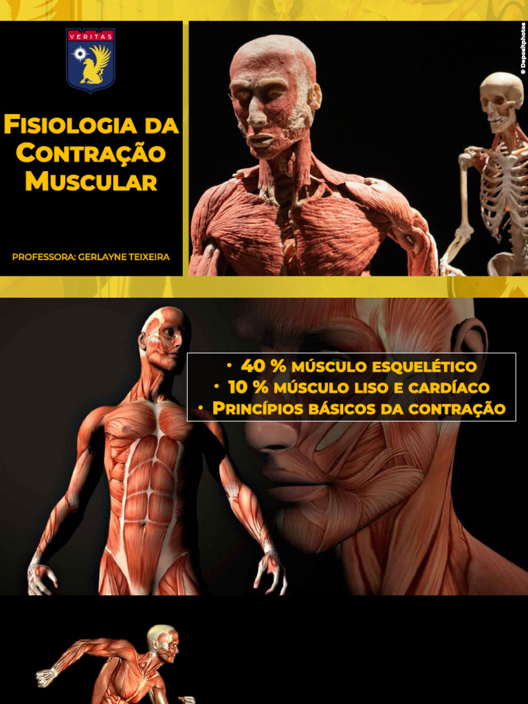 Fisiologia da Contração Muscular | PDF | Sistema Locomotor | Anatomia