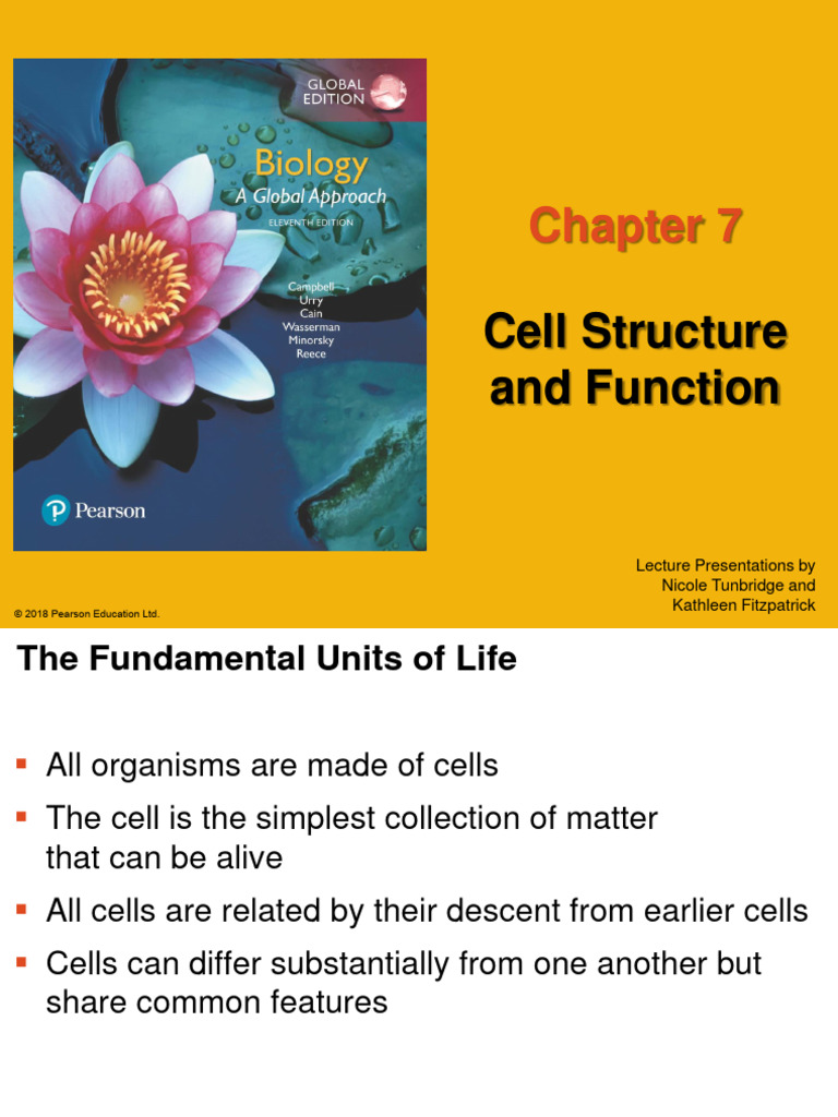 Week 1 Cell Structure and Function | PDF | Endoplasmic Reticulum | Cell Nucleus