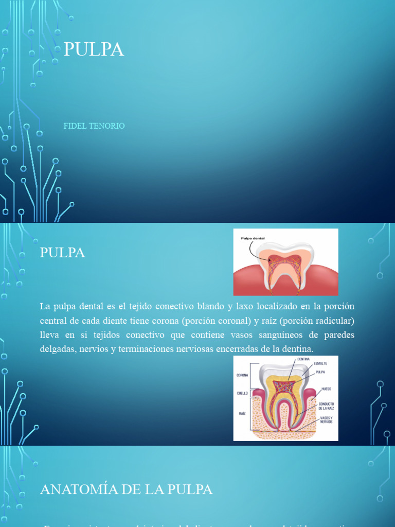 Pulpa | PDF | Anatomía | Biología