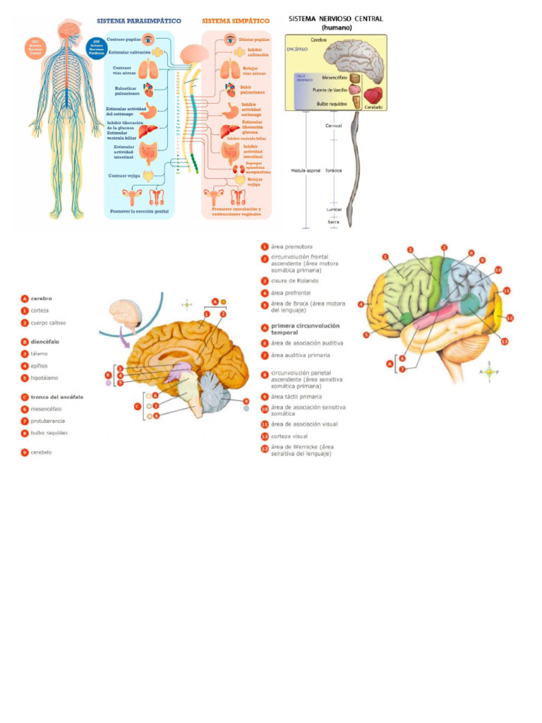 SNC y SNP Imagenes | PDF