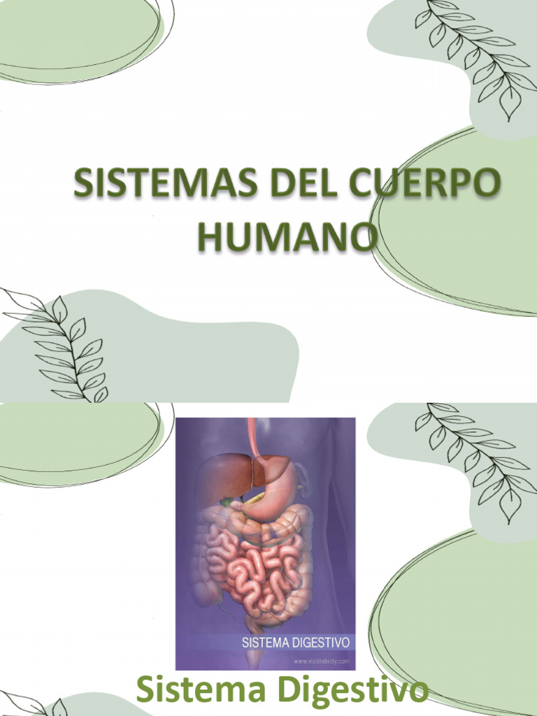Anatomía del Sistema Digestivo y Excretor | PDF | Sistema digestivo ...