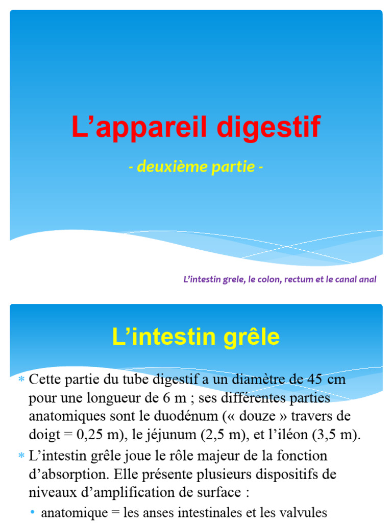 Anatomie de l'intestin grêle et côlon | PDF | Tractus gastro-intestinal ...