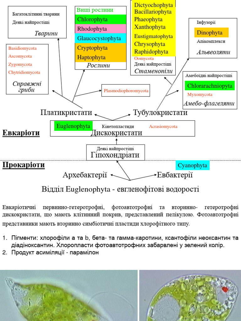 Algae-Lectia 2 Eugl Arach | PDF