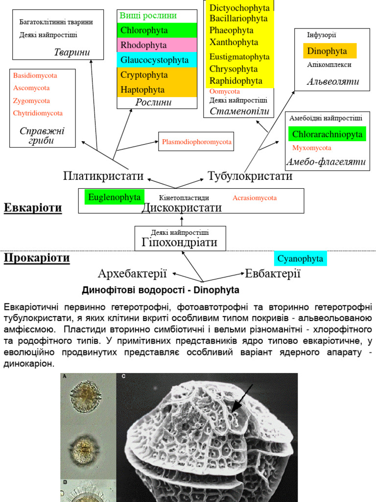 Algae Lectia - 4 - Dino Hapto Crypto | PDF