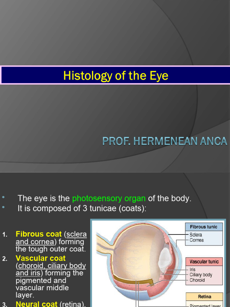 2.eyes Histology | PDF | Cornea | Retina