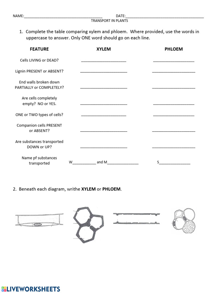 12transport in Plants Worksheet 2 | PDF | Organisms | Physiology