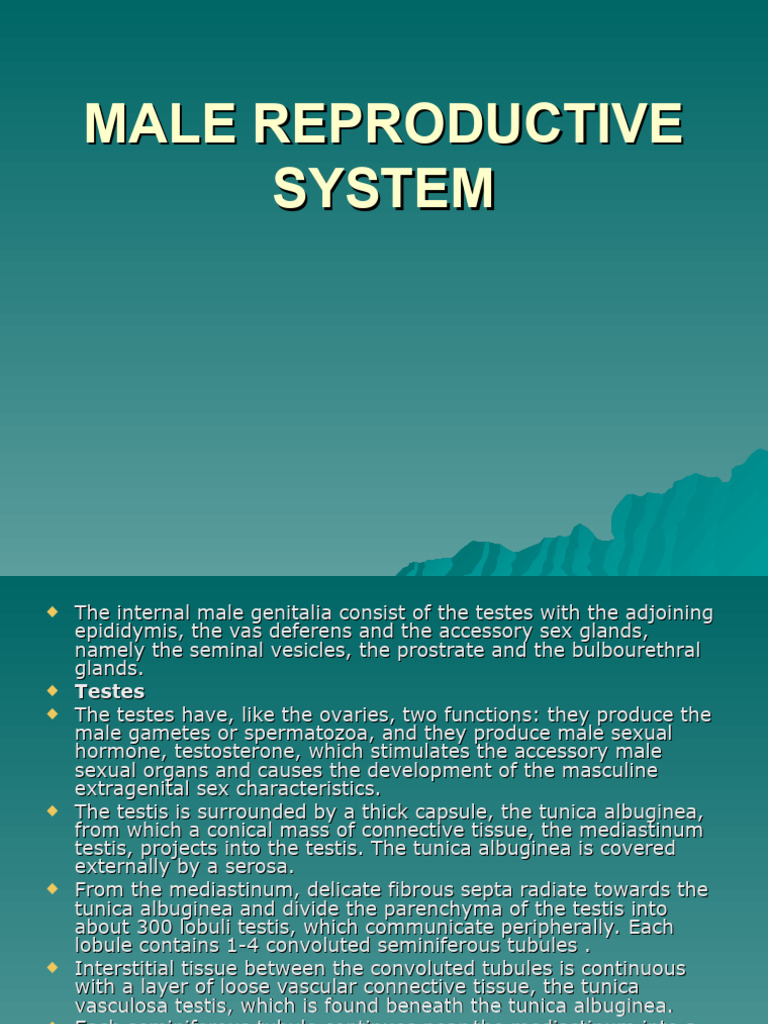 Male Reproductive System | PDF | Testicle | Epithelium