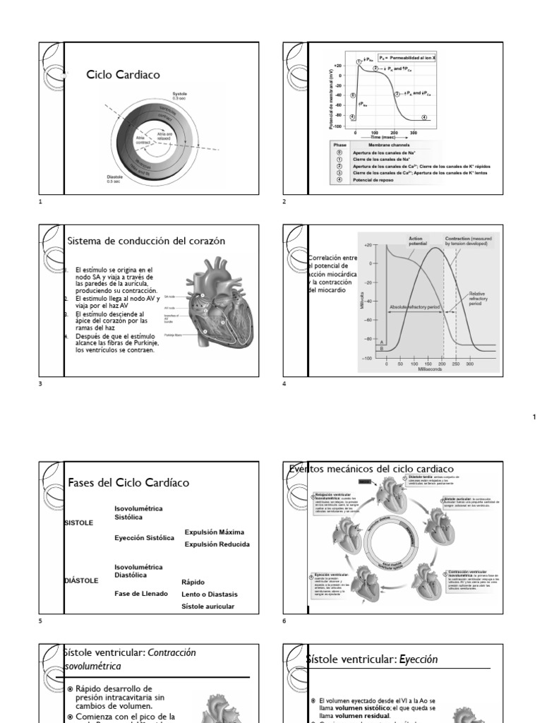 Fases y Eventos del Ciclo Cardíaco | PDF | Ventrículo (corazón) | Corazón