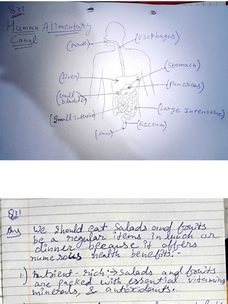 Human Alimentary Pdf