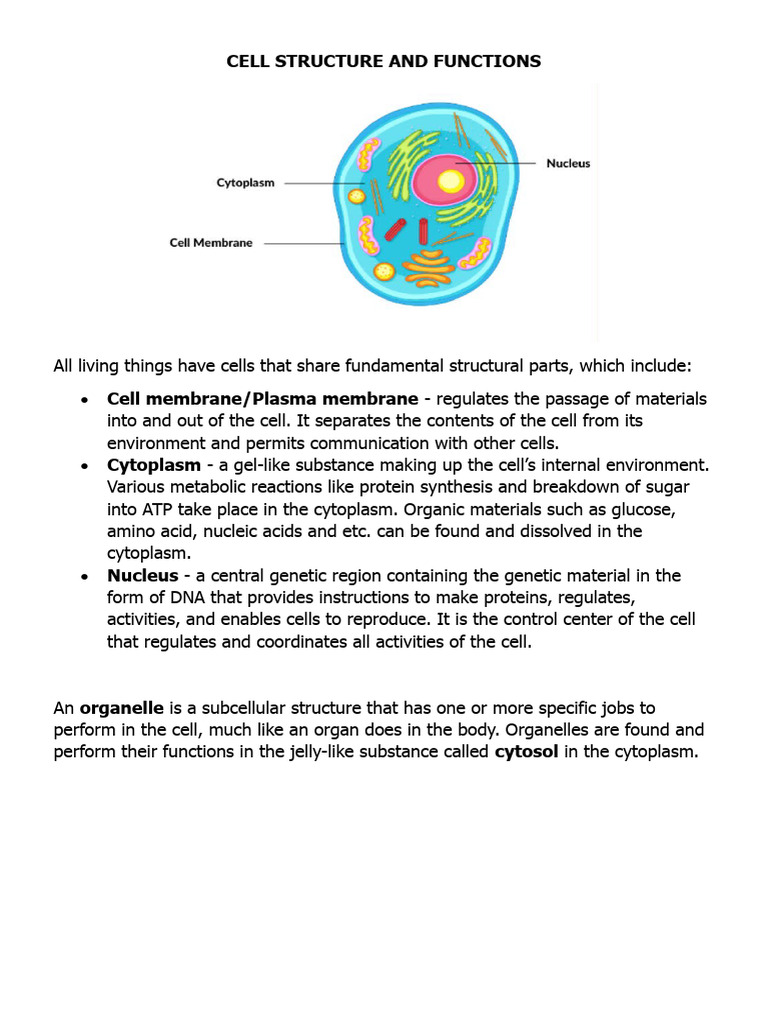 Cell Structure and Functions Guide | PDF | Cell (Biology) | Cytoplasm