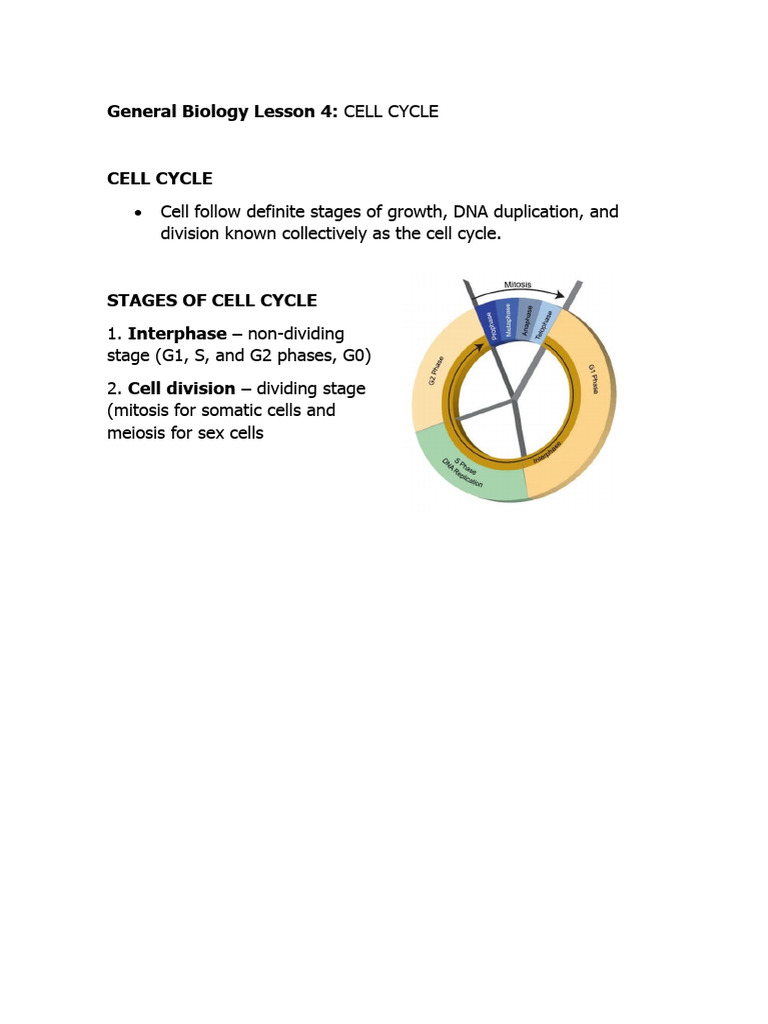 Understanding the Cell Cycle Stages | PDF | Mitosis | Cell Cycle