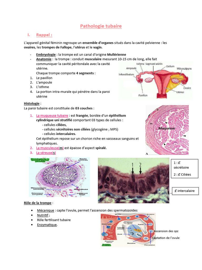 Pathologie Tubaire | PDF | Utérus | Épithélium