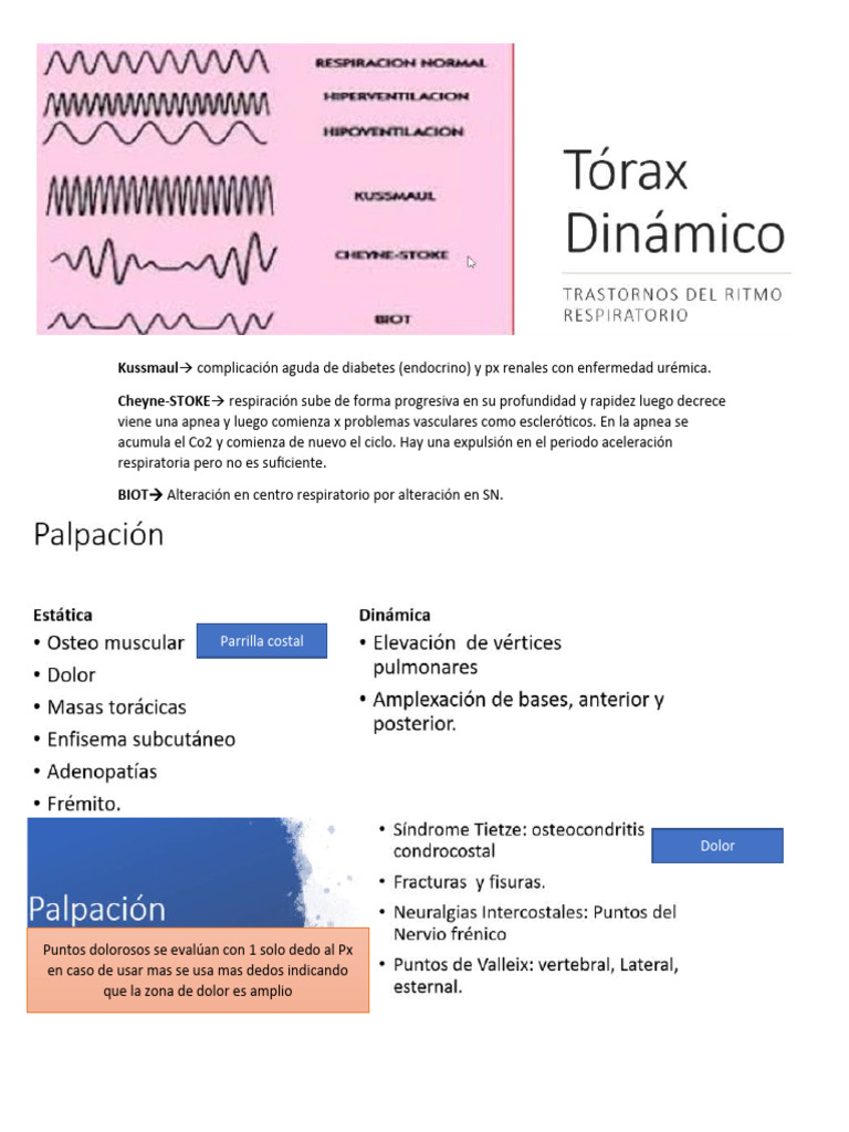 Torax 10 Junio | PDF | Anatomía