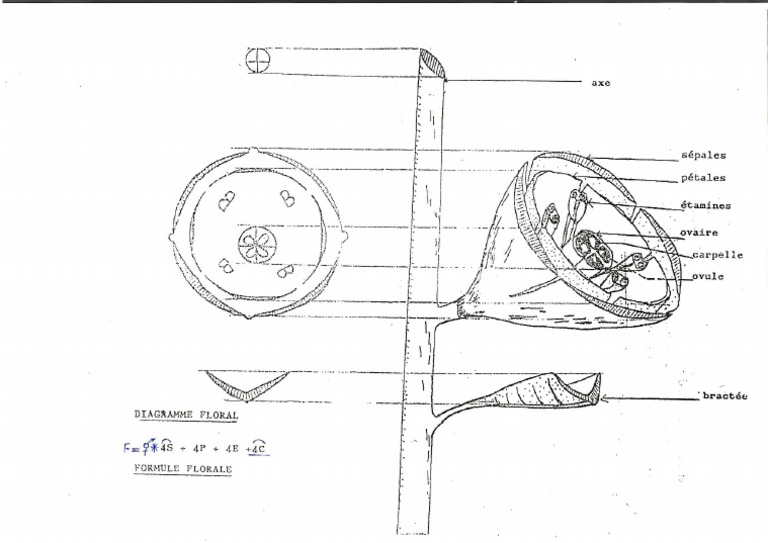 Schéma Diagramme Et Formule Floral | PDF