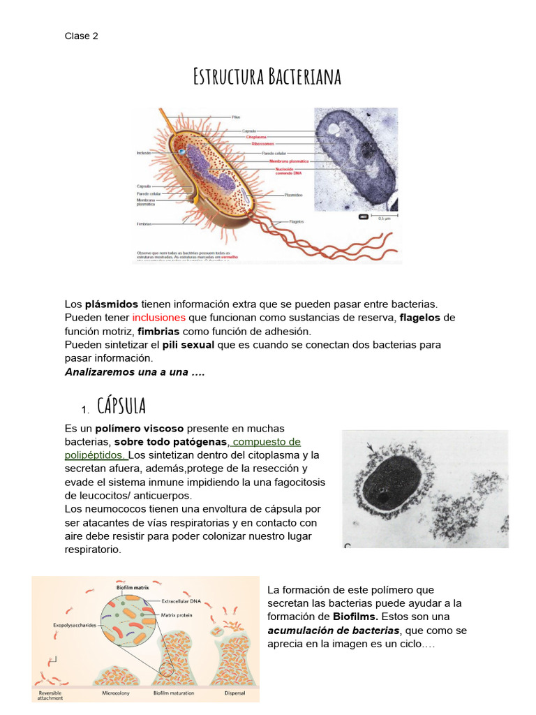 Estructura Bacteriana Clase 2 M | PDF | Las bacterias | Bacterias Gram ...