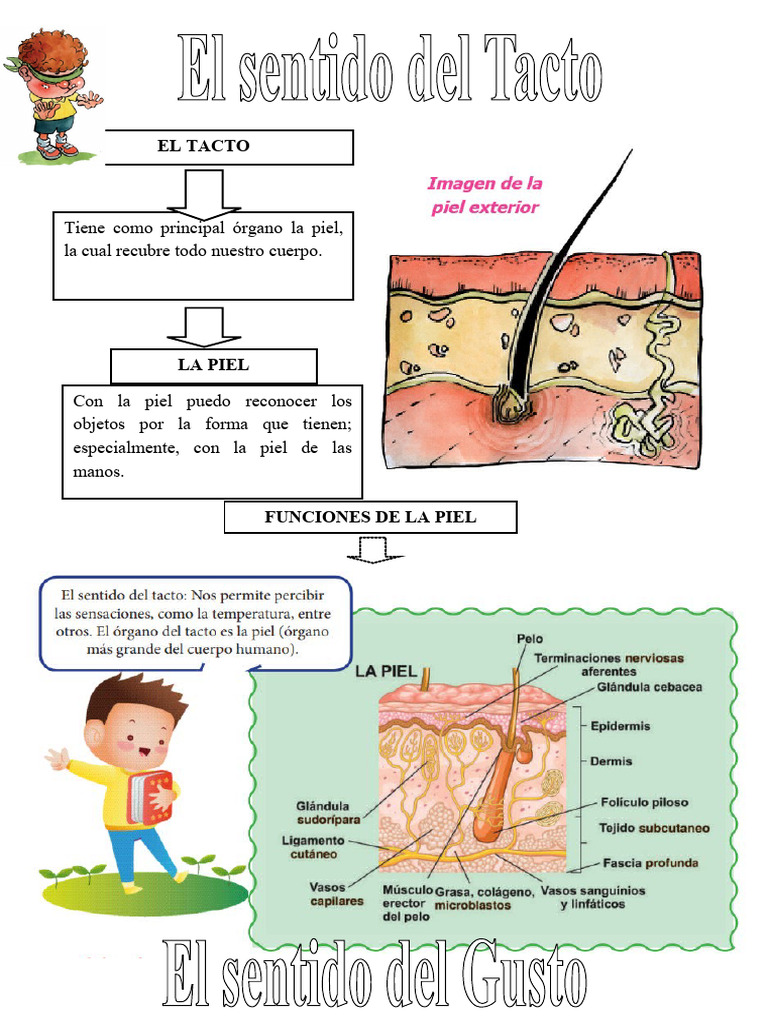 Ficha Del Sentido Del Gusto y Tacto | PDF